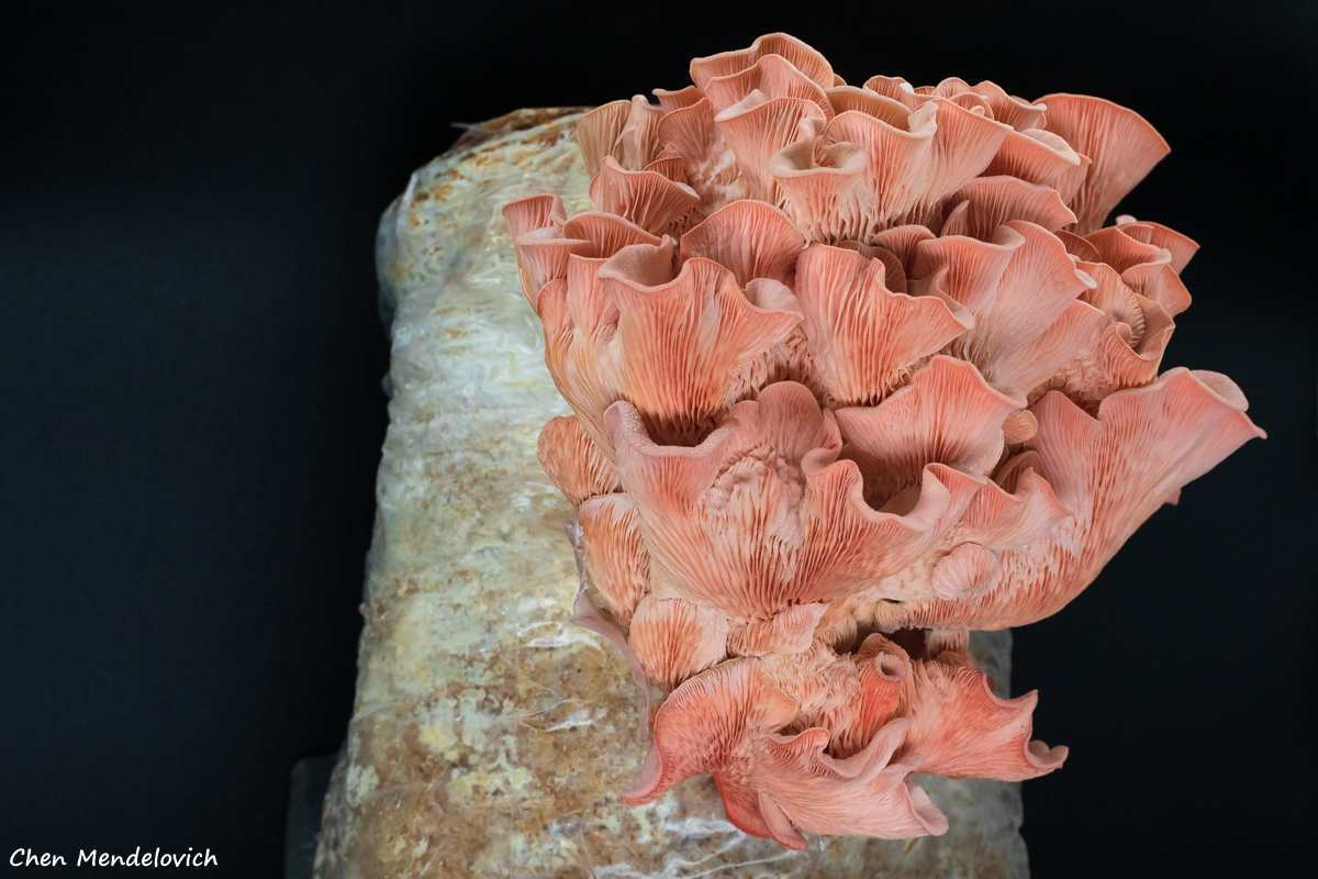 צדף ורוד ערכת גידול ביתית - מיקוטופיה