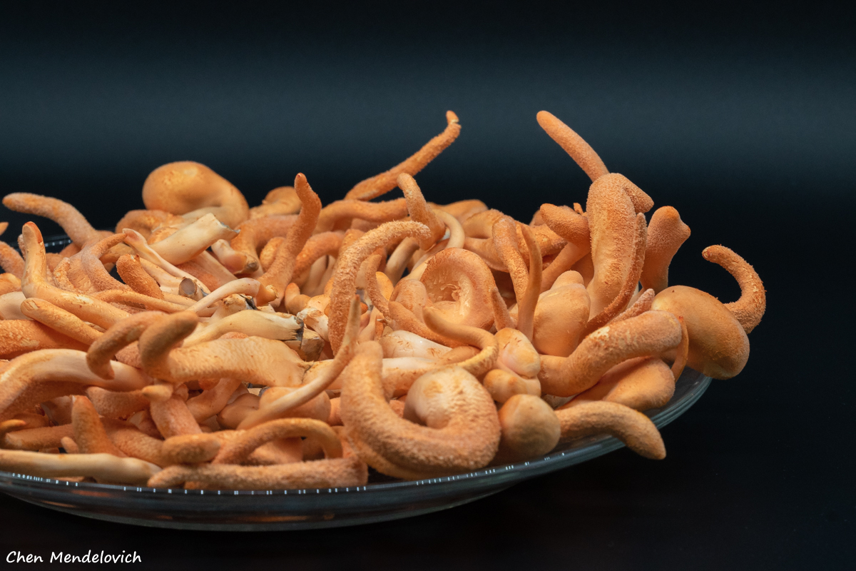 קורדיספס 20 גרם 100% גופי פרי באבקה - מיקוטופיה